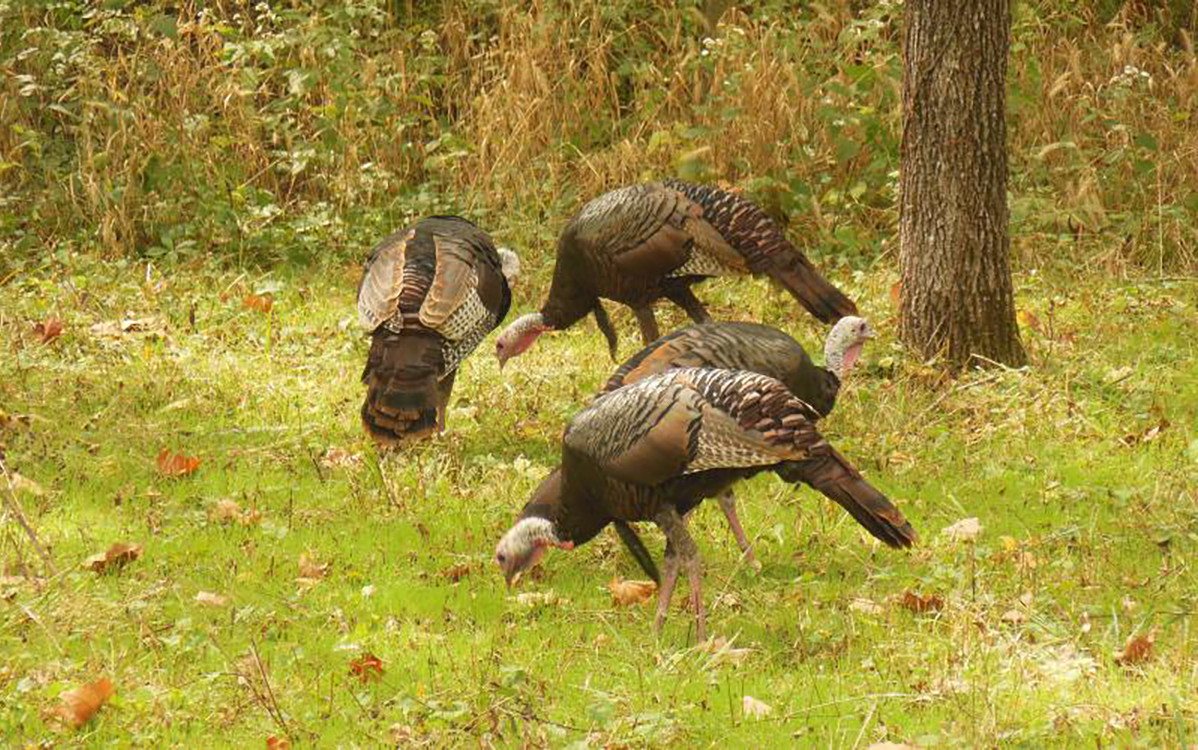 Spring is the Time to Talk Turkey in the Show-Me State
