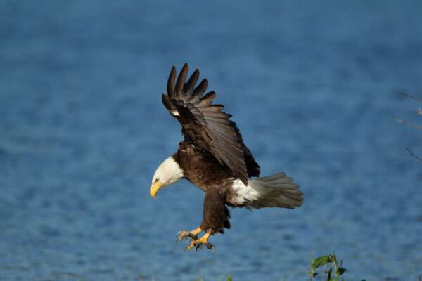 The Ultimate Guide to Eagle Watching in Missouri