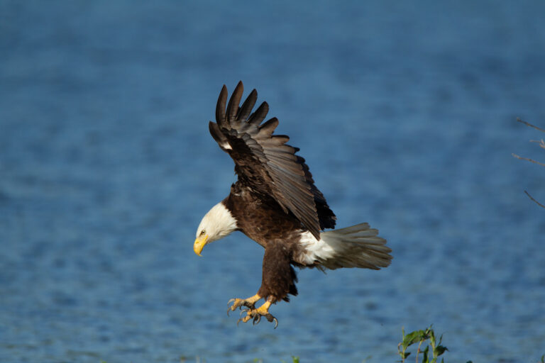 The Ultimate Guide to Eagle Watching in Missouri