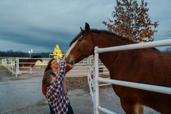 See Warm Springs Ranch: Birthplace of the Budweiser Clydesdales