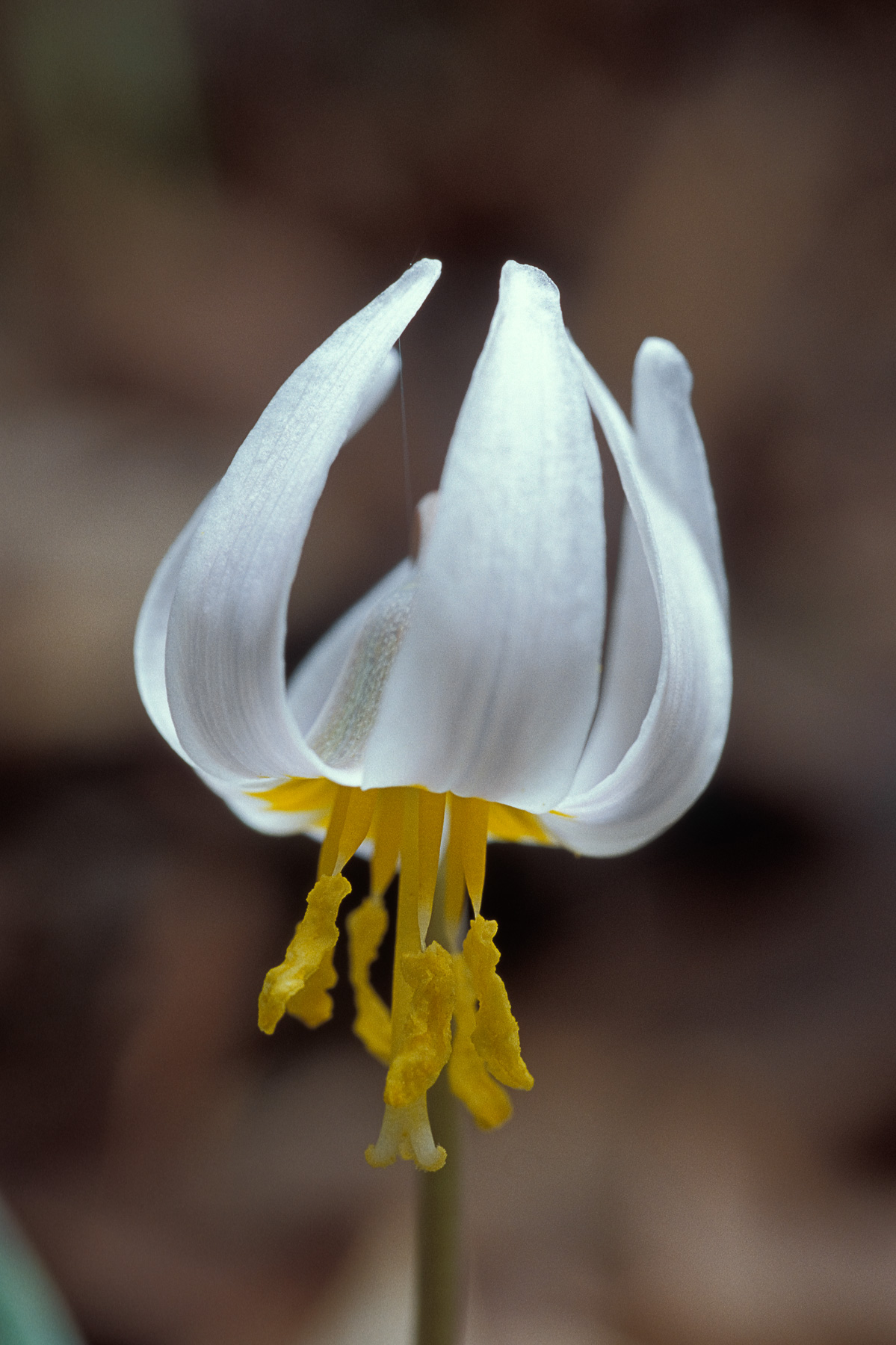 A Guide to Spring Wildflowers in Missouri