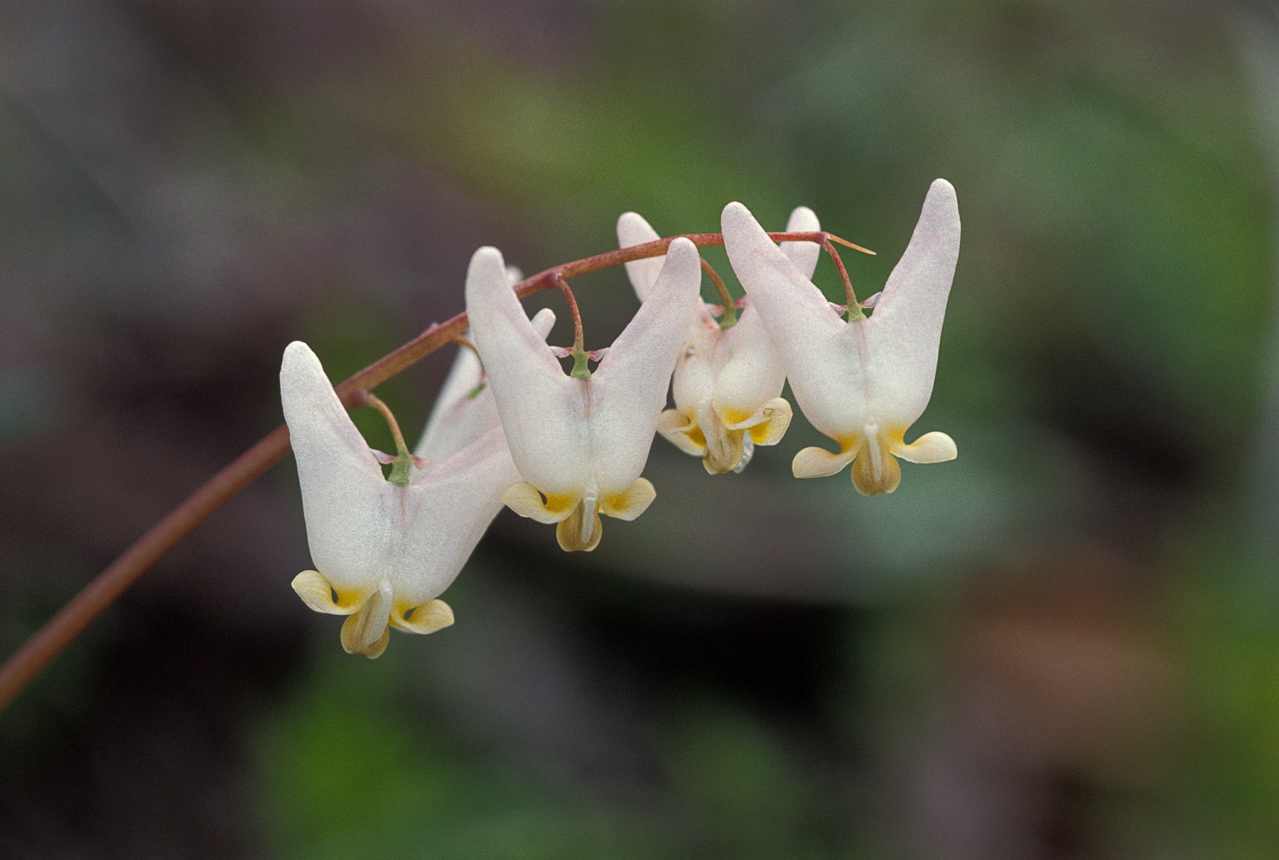 A Guide to Spring Wildflowers in Missouri