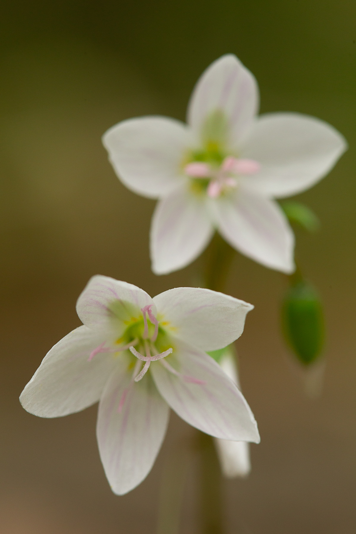 A Guide to Spring Wildflowers in Missouri