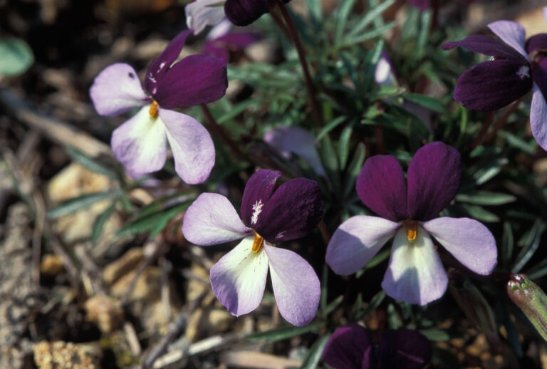 A Guide to Spring Wildflowers in Missouri
