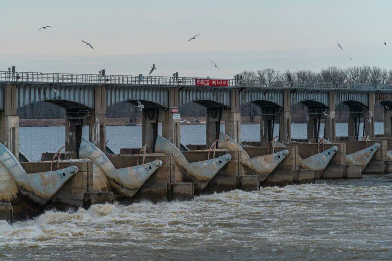 The Ultimate Guide to Eagle Watching in Missouri